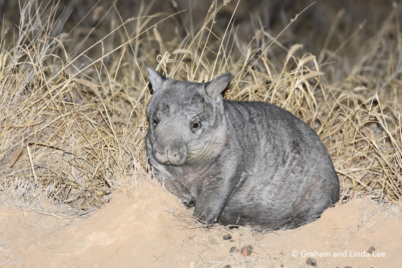The Wombat Foundation | Saving the northern hairy-nosed wombat