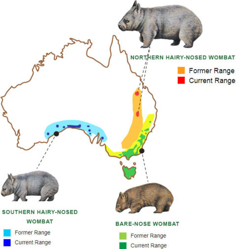 Wombats | The Wombat Foundation